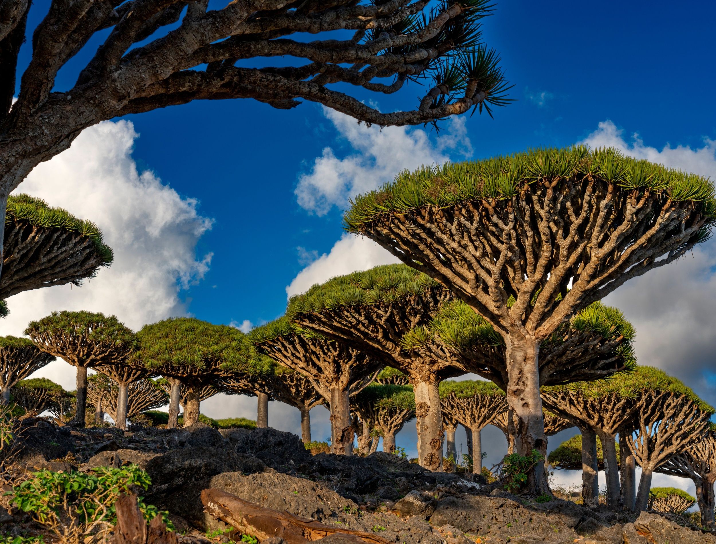 How to Grow a Socotra Dragon Tree: Care, Benefits, and Conservation