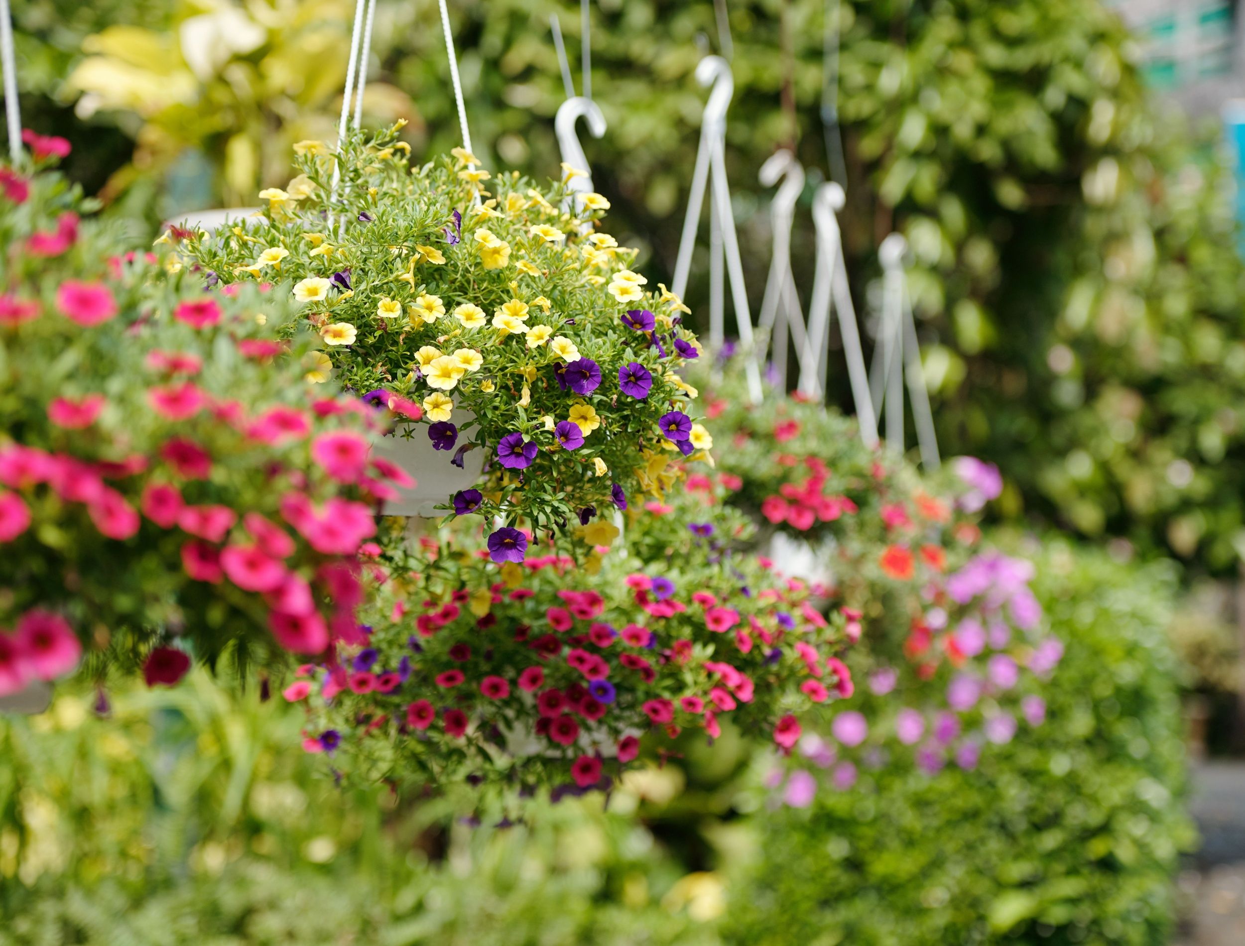 Flower Baskets: Discover the Tradition of Growing Plants in Baskets
