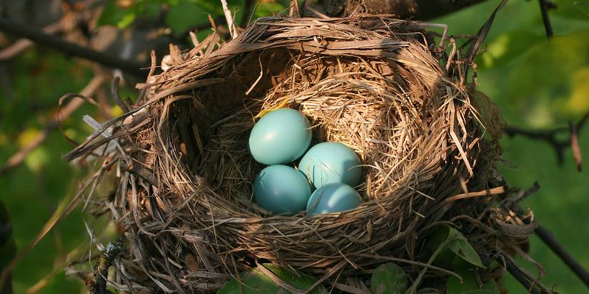Fresh Spring Decorations: Creative Ways to Use Nests in Your Home