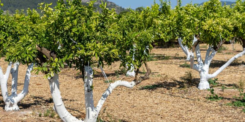 Why Tree Trunks Are Painted White: Benefits for Bark and Tree Health