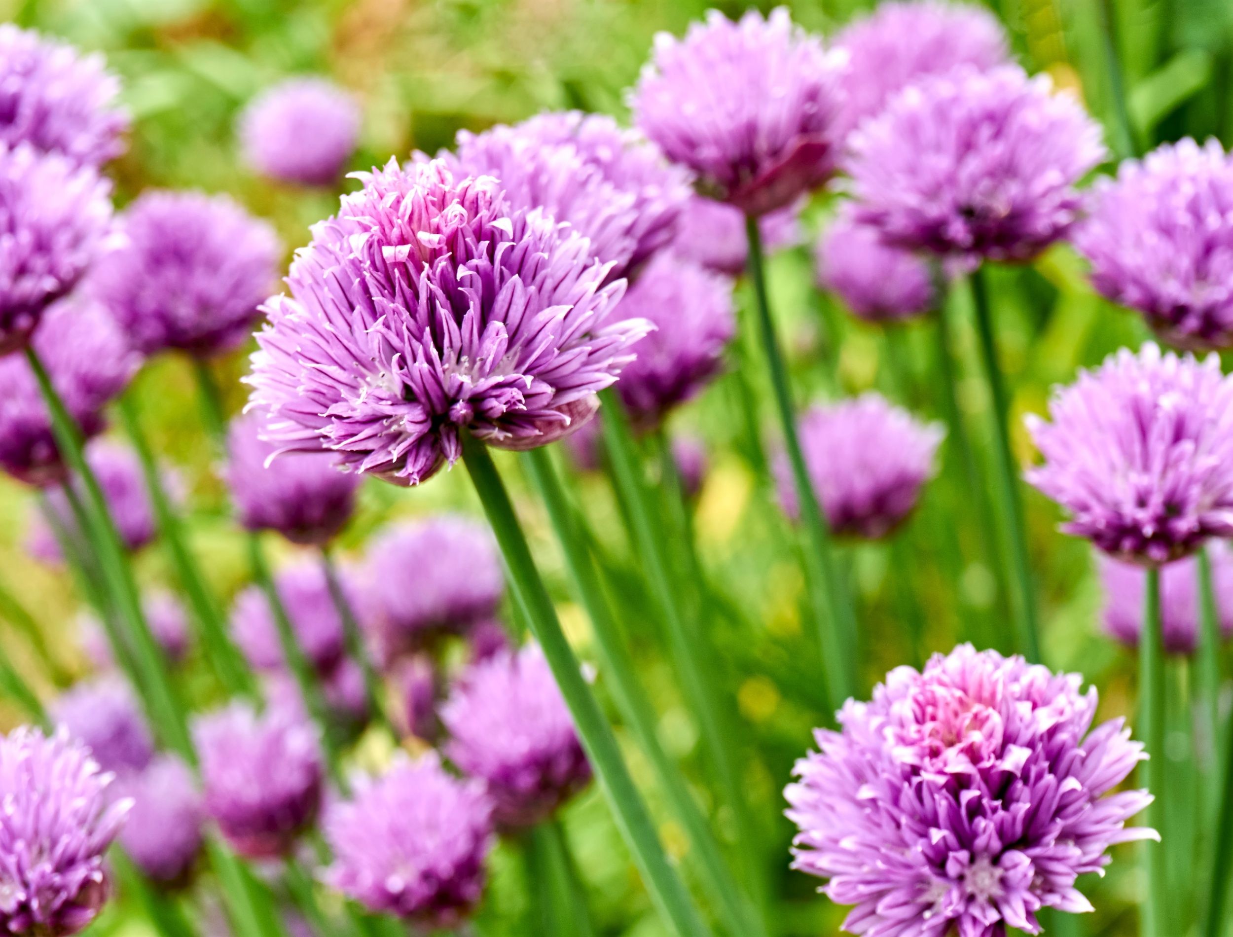 Chive Blossoms: Dig Into Delicious and Healthy Edible Flowers
