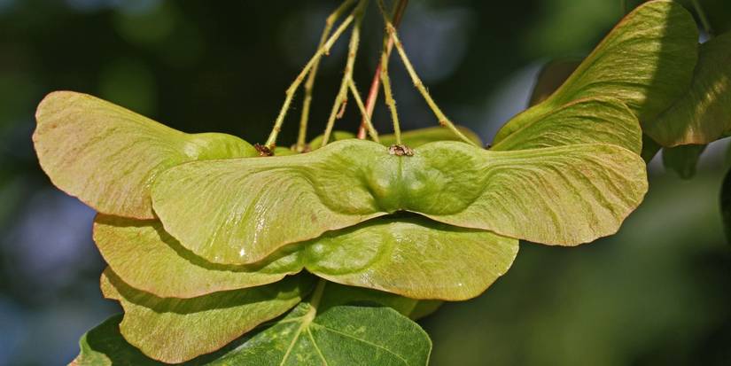 What Are Tree Helicopters? Why Seeds Are Spinning Through the Air