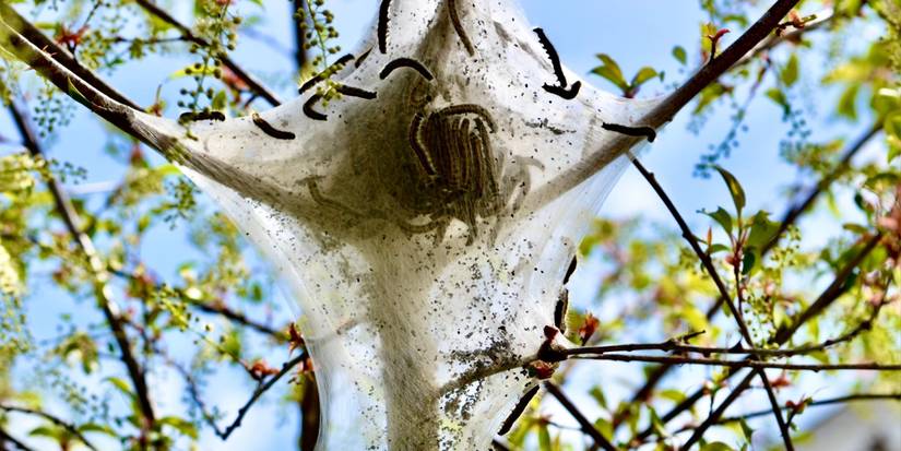 Spring Garden Alert: Identify and Remove Caterpillar Nests Safely