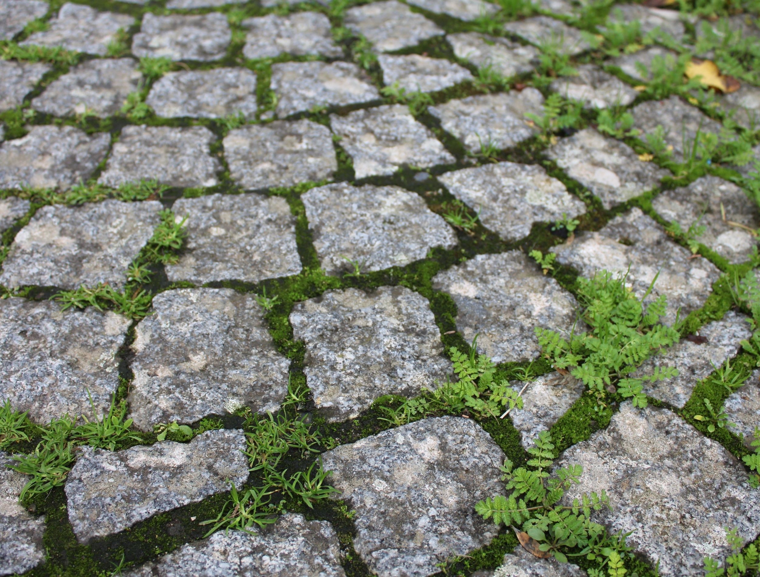 Is Birch Good Firewood? A Guide to Burning Birchwood