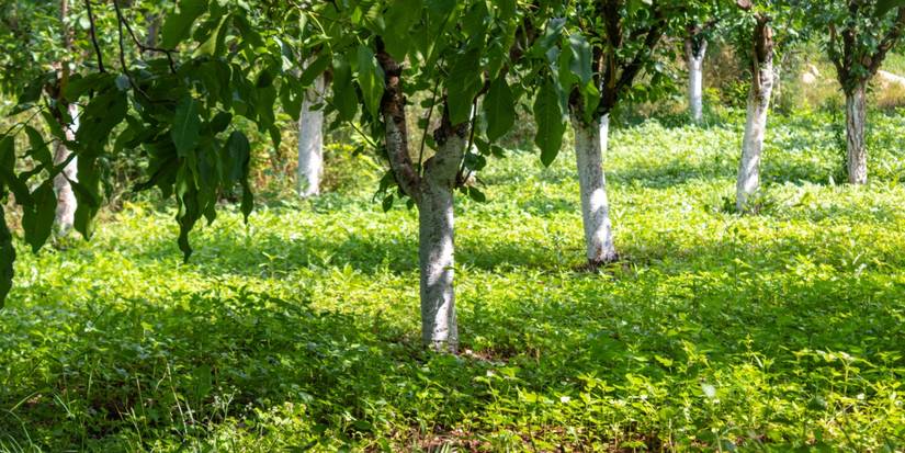Why Tree Trunks Are Painted White: Benefits for Bark and Tree Health