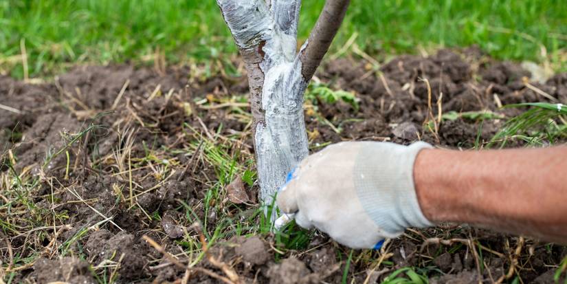 Why Tree Trunks Are Painted White: Benefits for Bark and Tree Health