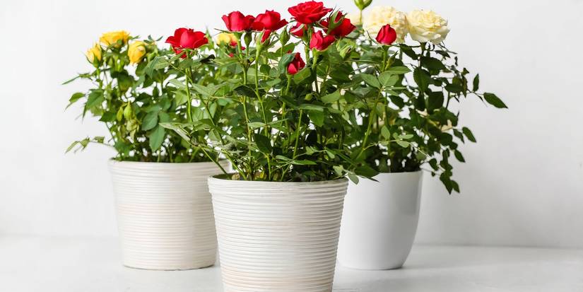 Celebrate Rose Month: Stunning Garden Varieties