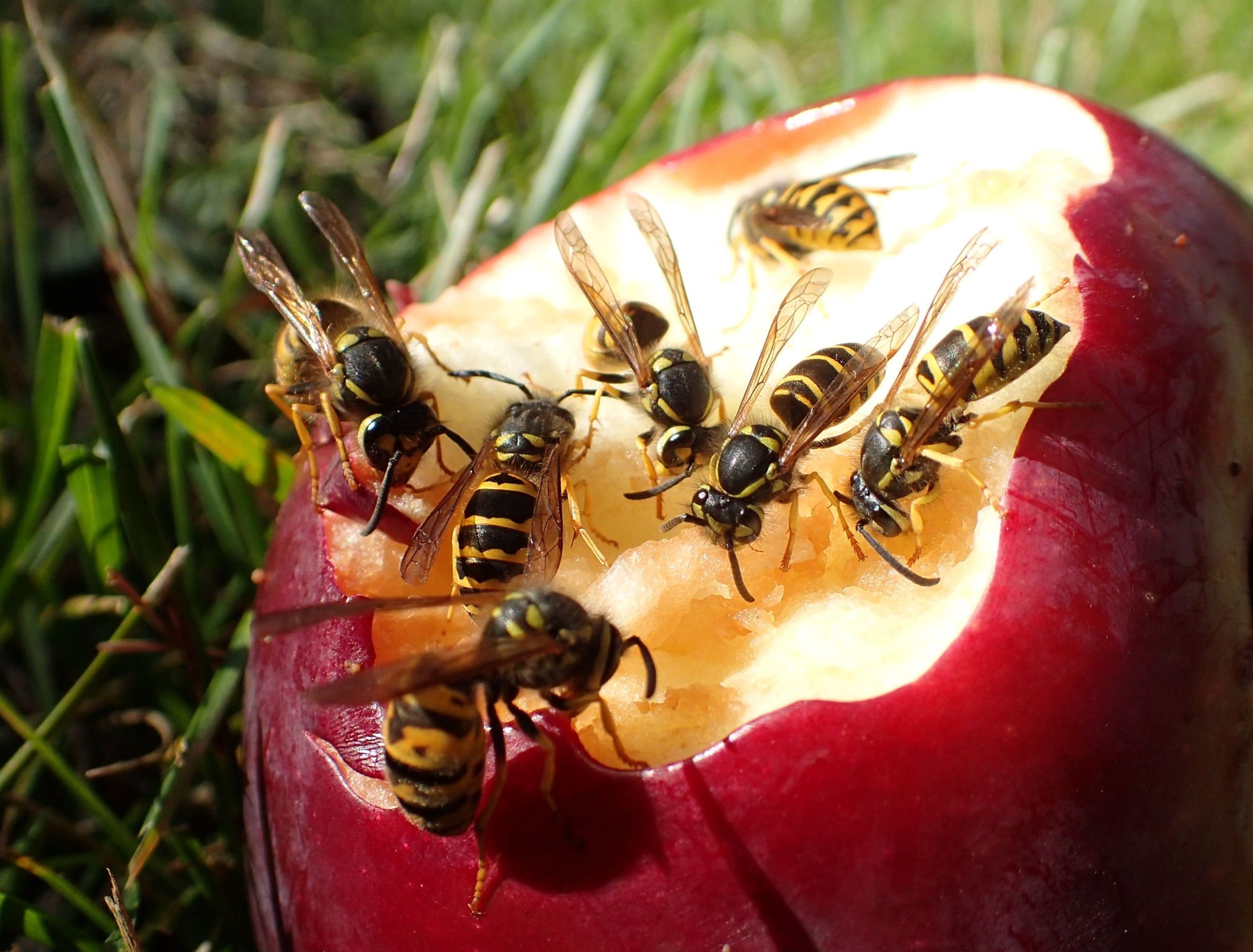How to Identify and Handle Swarming Insects in Your Backyard