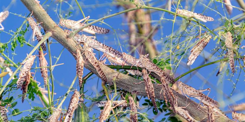 How to Identify and Handle Swarming Insects in Your Backyard