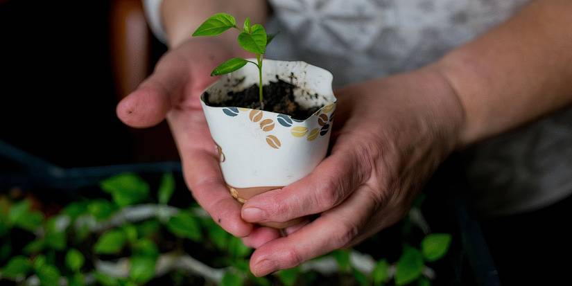 Boost Your Garden's Success: Mastering the Art of Planting With Plugs