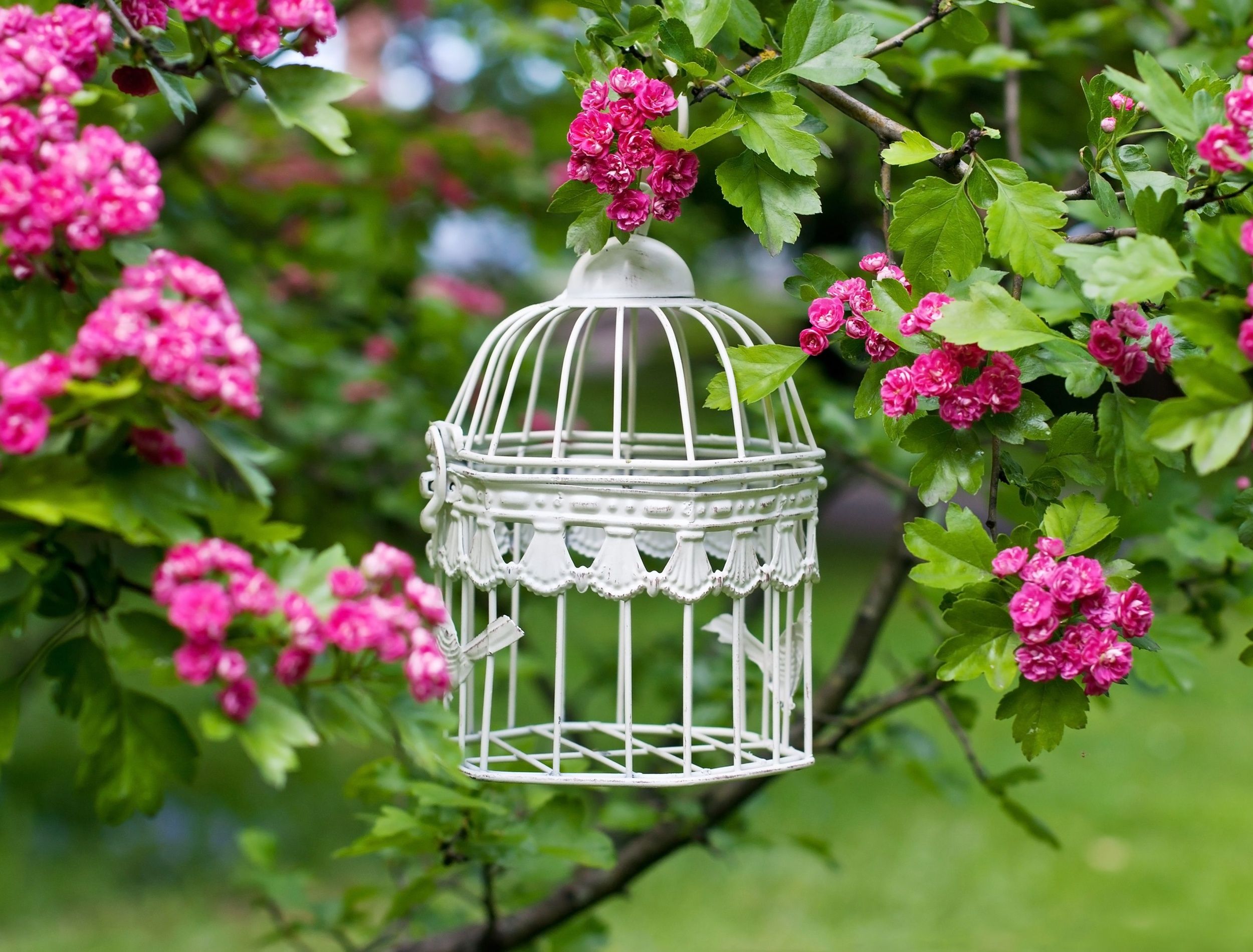 Creative Ways to Repurpose Bird Cages in Your Garden