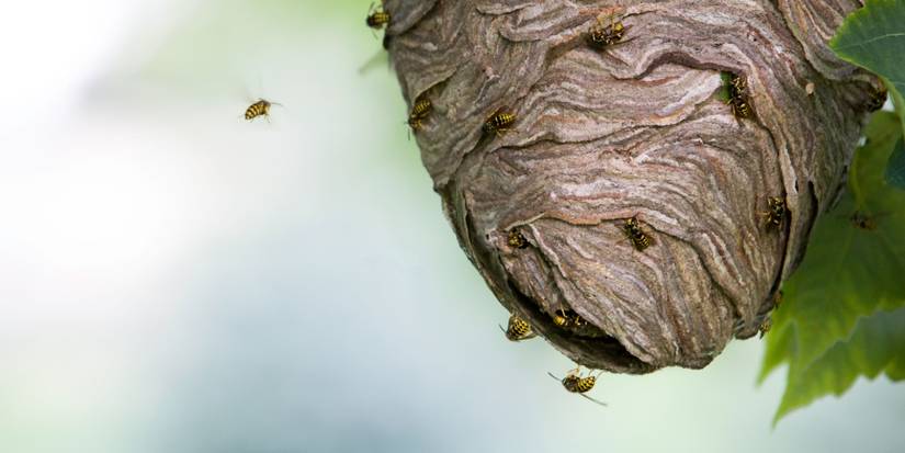 How to Identify and Handle Swarming Insects in Your Backyard