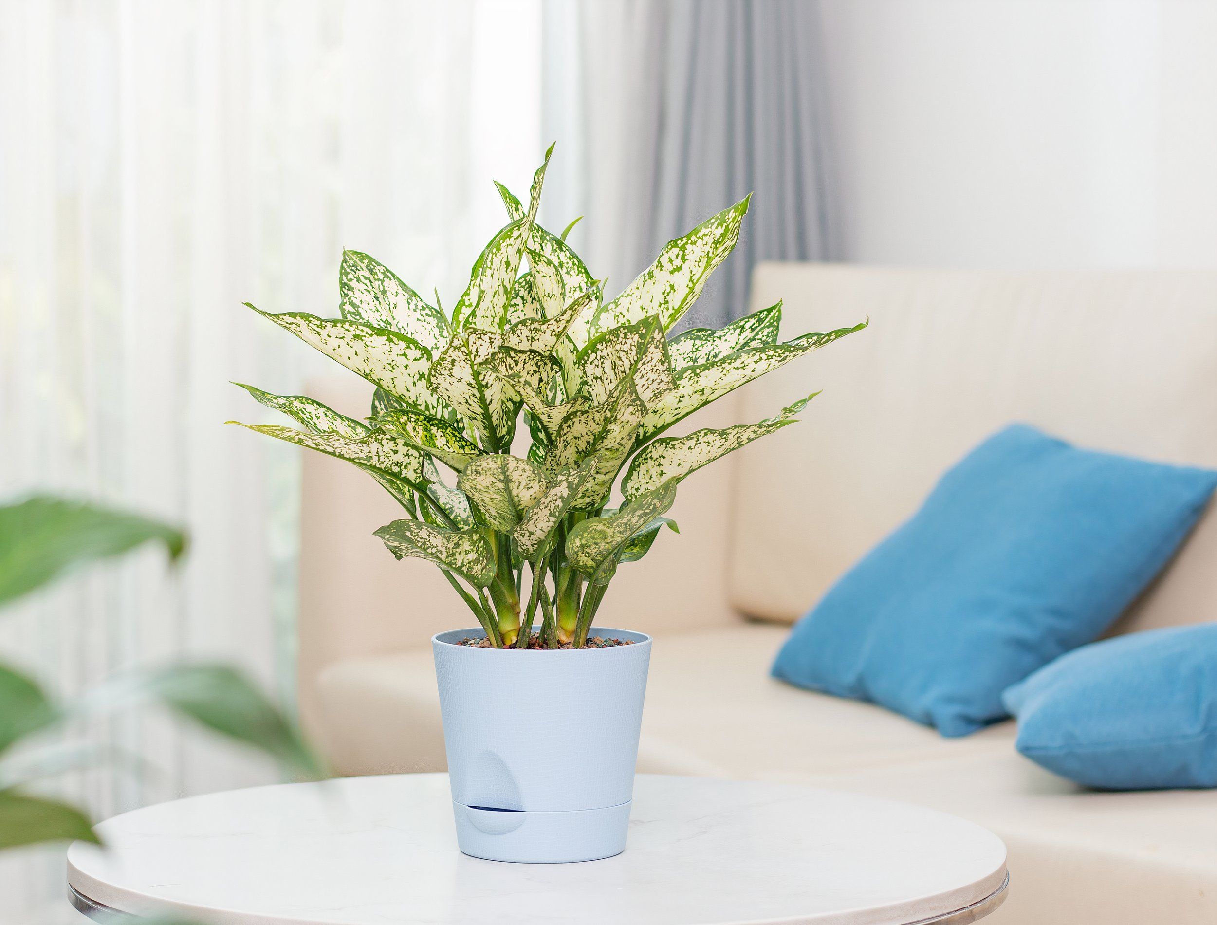 5 Stunning Indoor Plants Perfect for Mom's Day