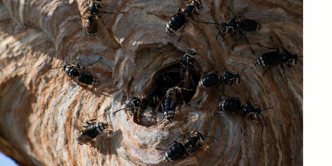 Ouch! 7 Stinging Insects Lurking in Your Garden