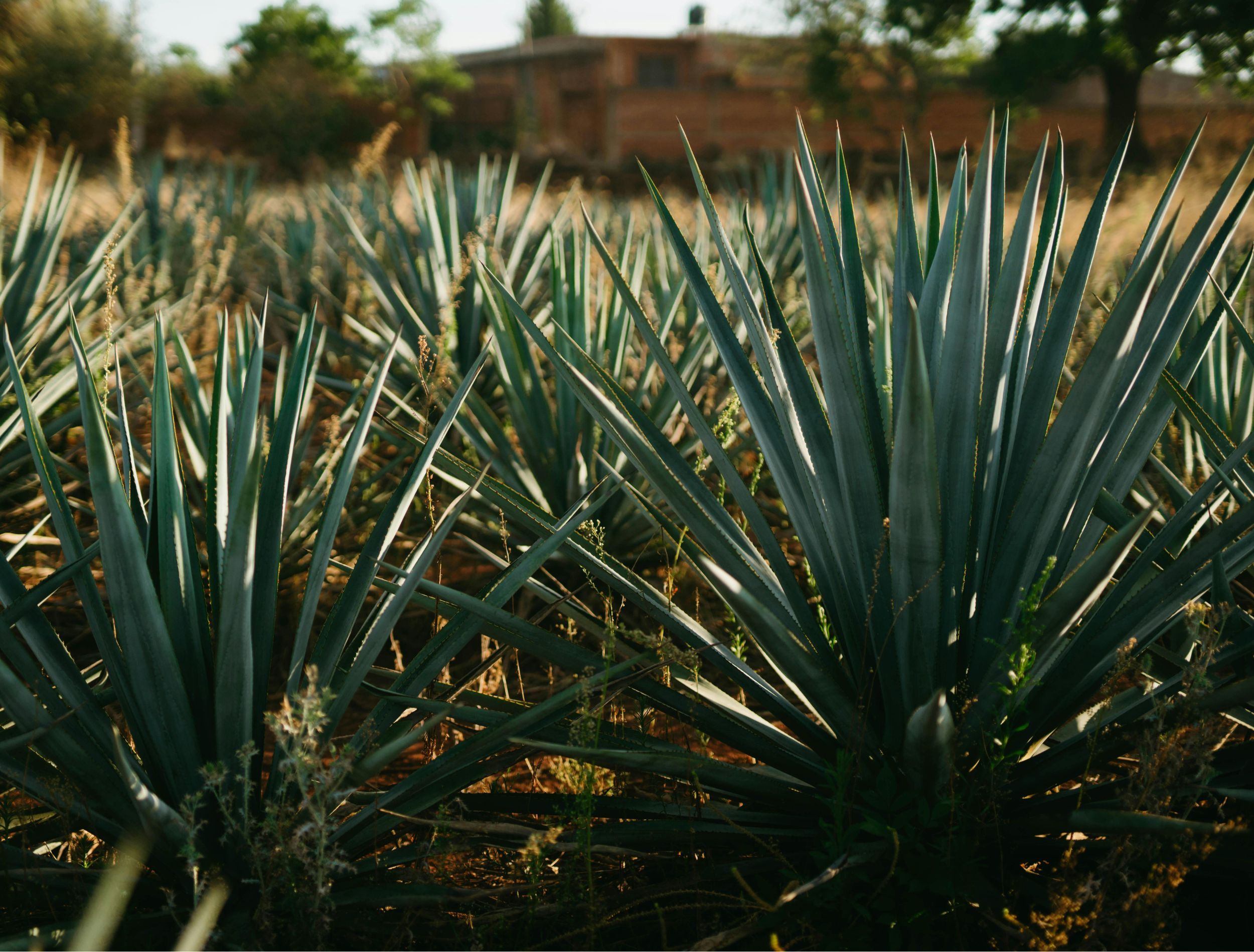 How to Use Coffee Grounds to Repel Rabbits From Your Garden