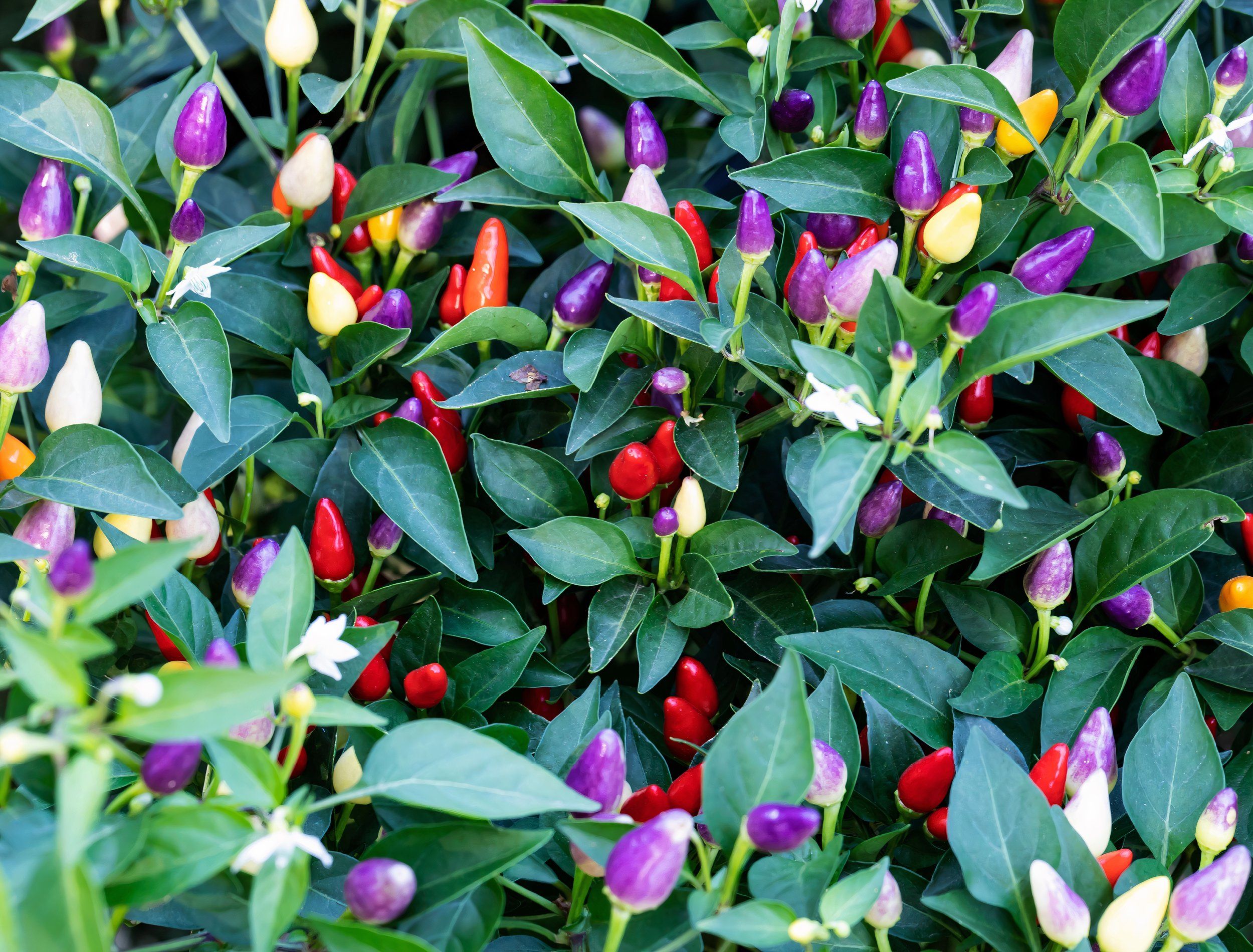 Backyard Boss: Gardening, Backyard projects, Landscaping, Outdoor ...