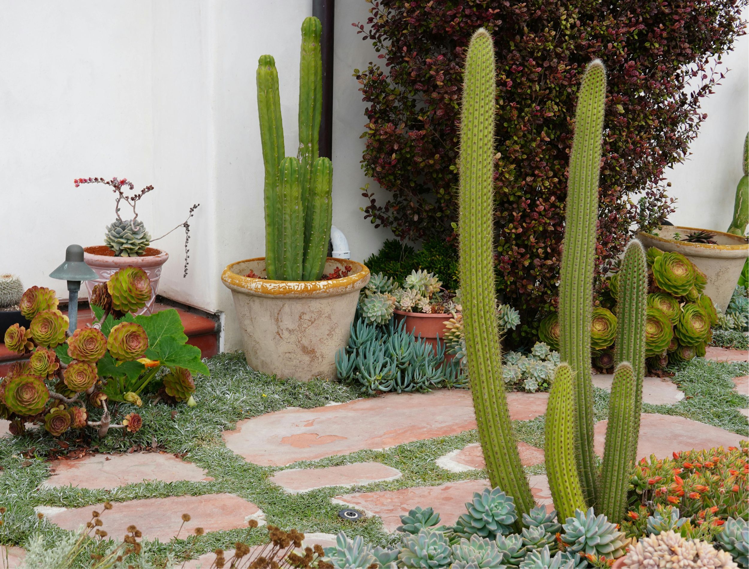 5 Big Leaf Plants That Will Stand Out in Your Home