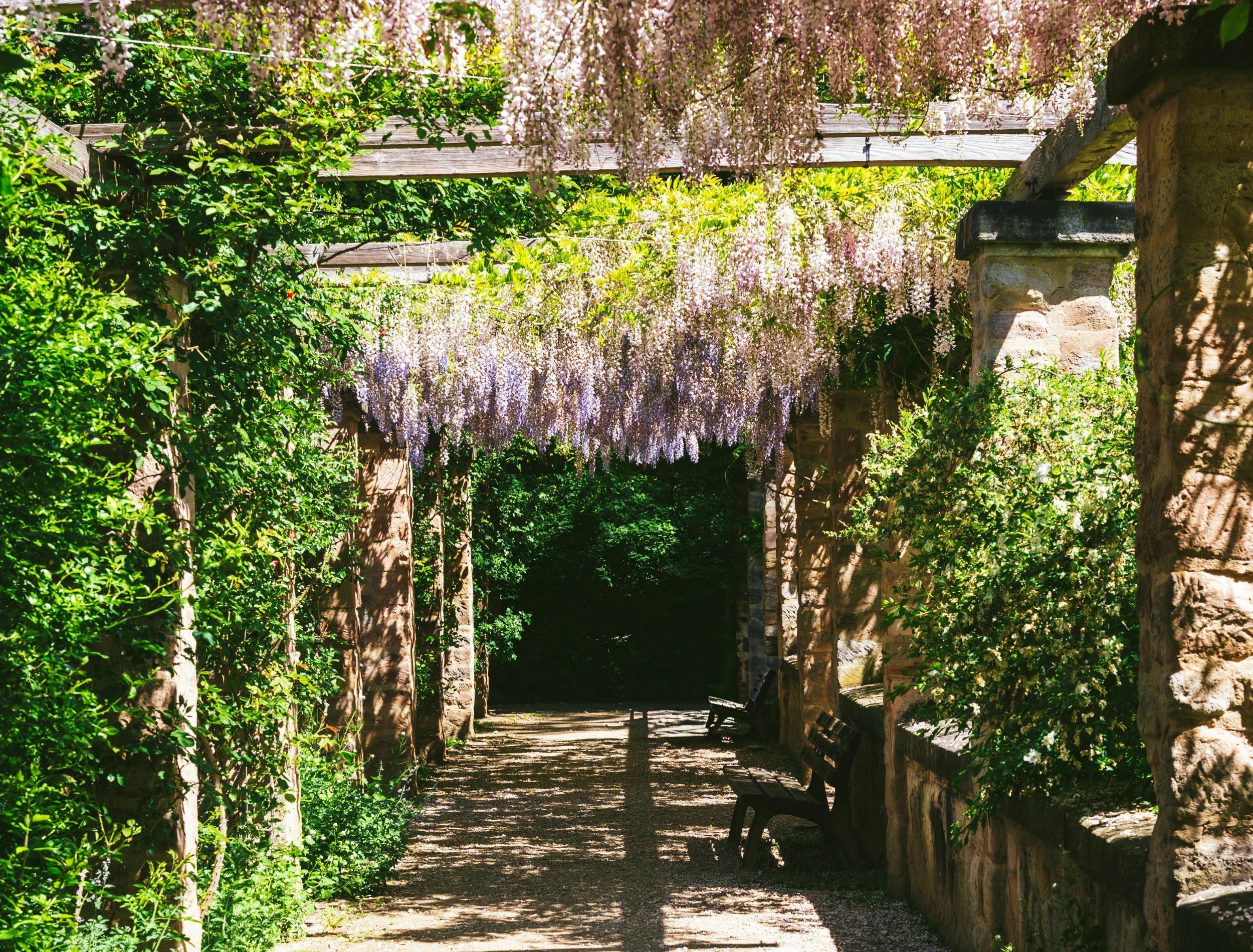 Create a Blooming Flower Tunnel for Outdoor Beauty and Shade