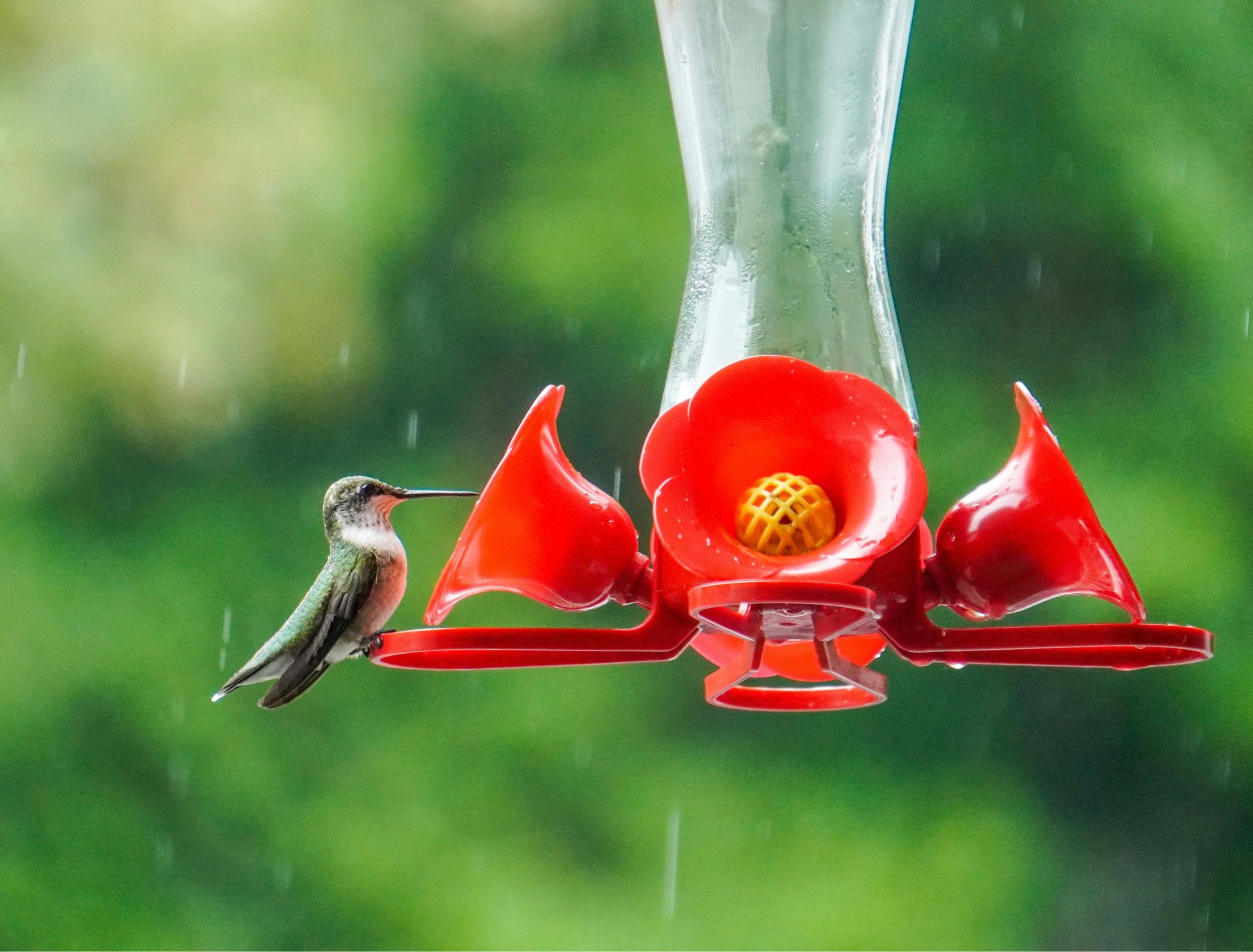 DIY Hummingbird Food: Easy, Cost-Effective Nectar Guide