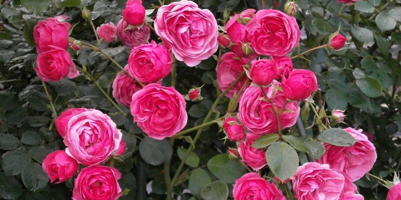 Make Your Front Porch Bloom With Classic Cottage Style