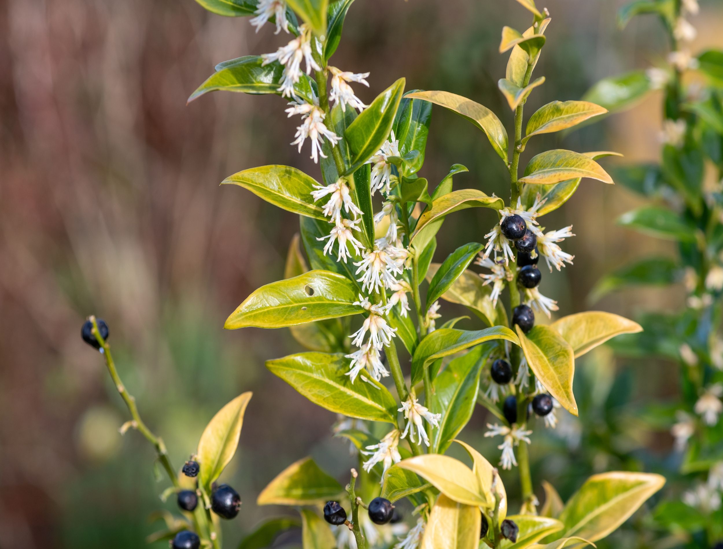 Why Sweet Box is the Perfect Low-Maintenance Plant For You