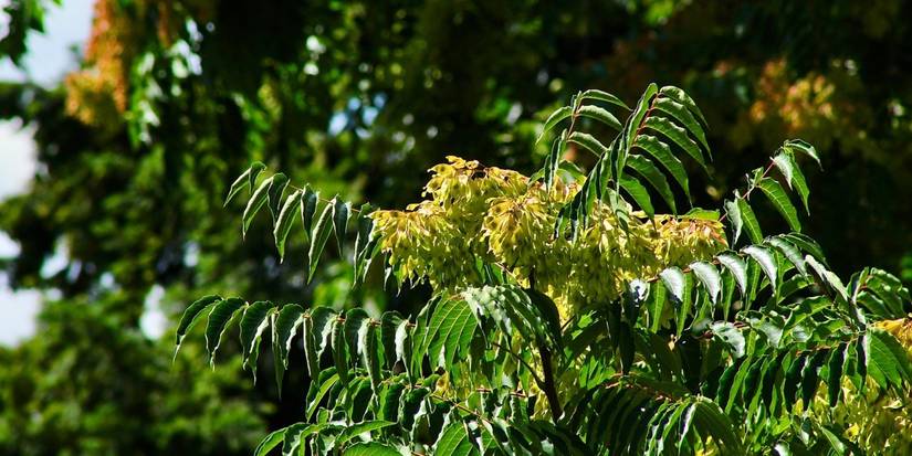 Tree of Heaven: How to Identify and Remove This Invasive Tree