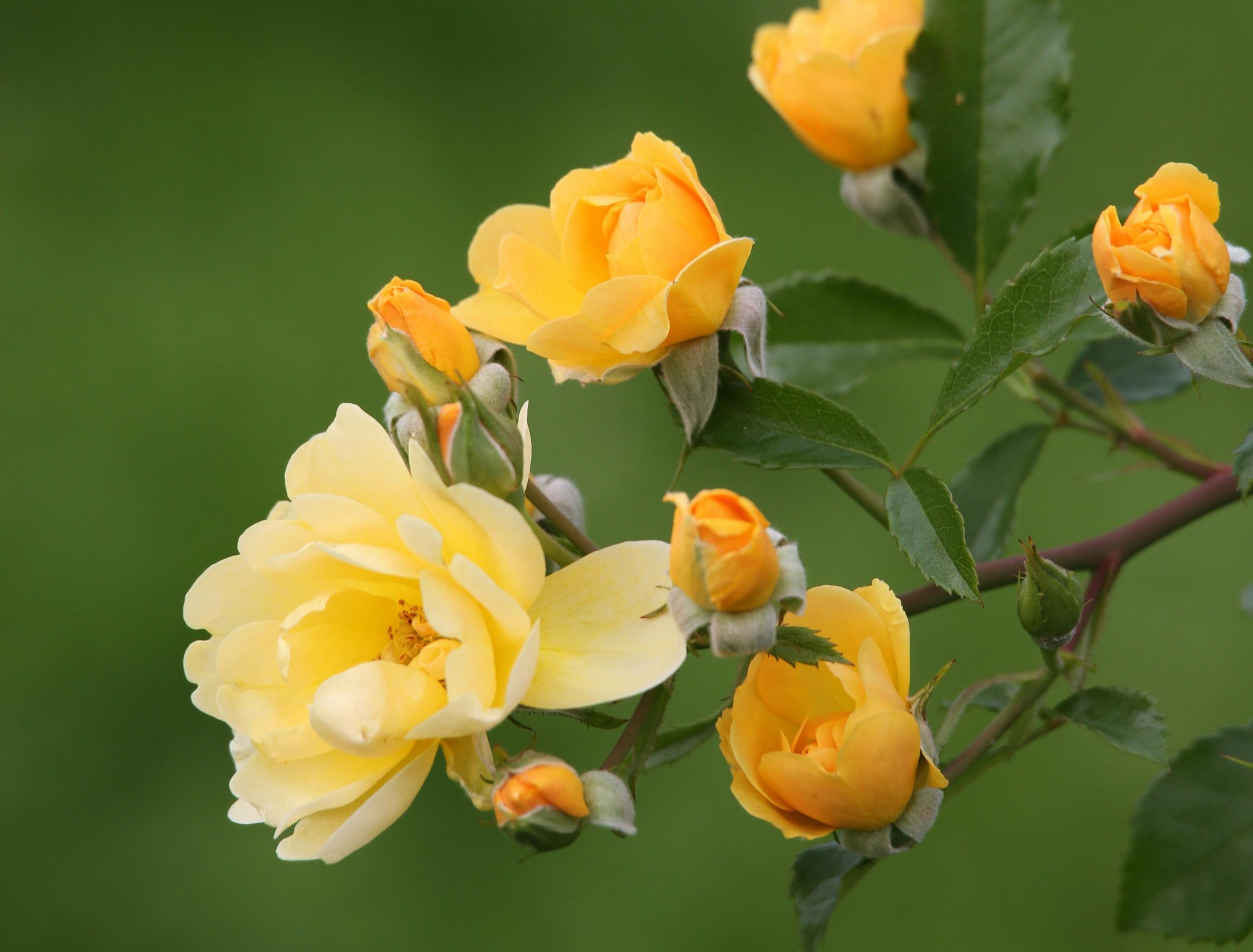 How to Fertilize Your Lawn With Coffee Grounds