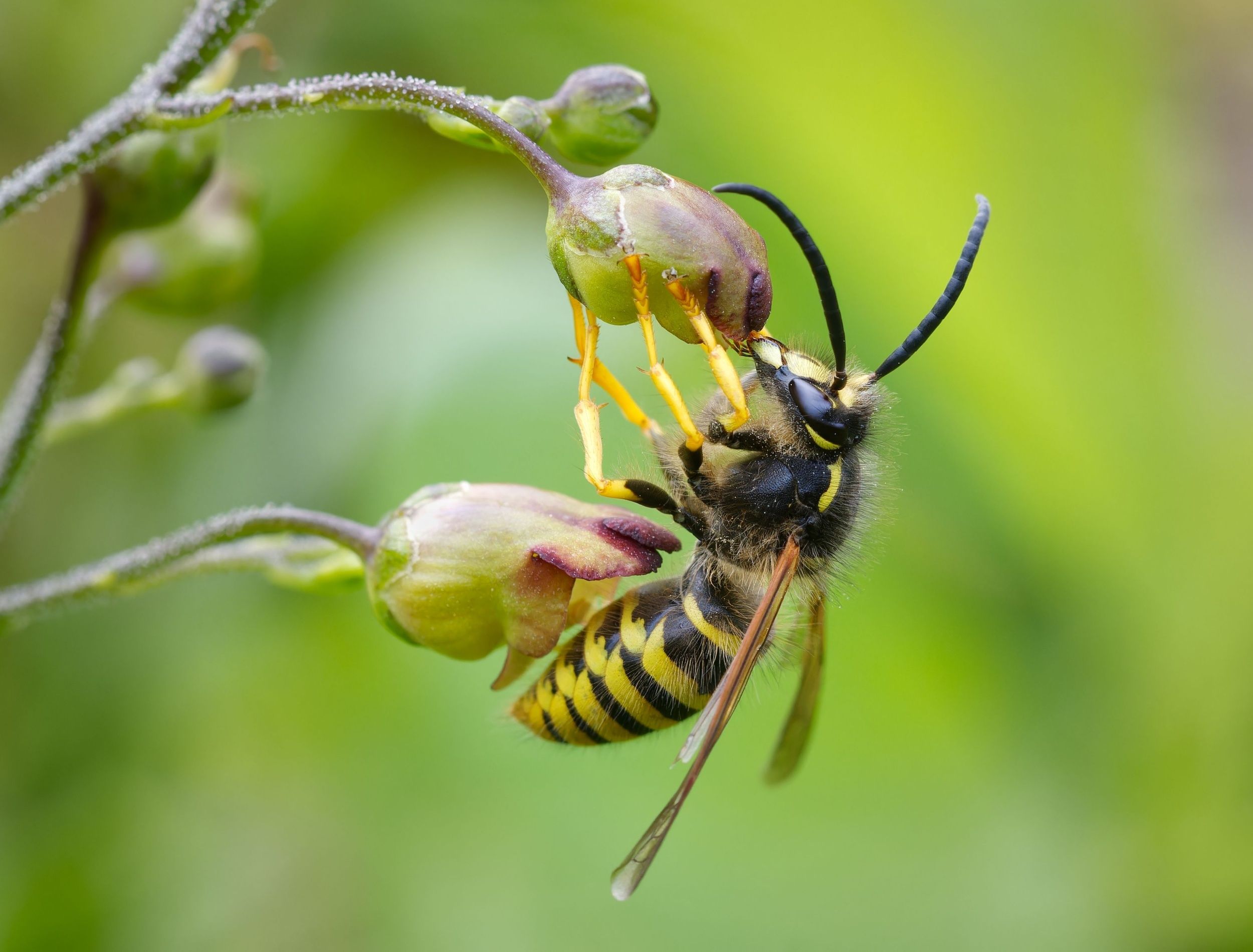 Backyard Plants to Skip if You Don’t Want Wasps