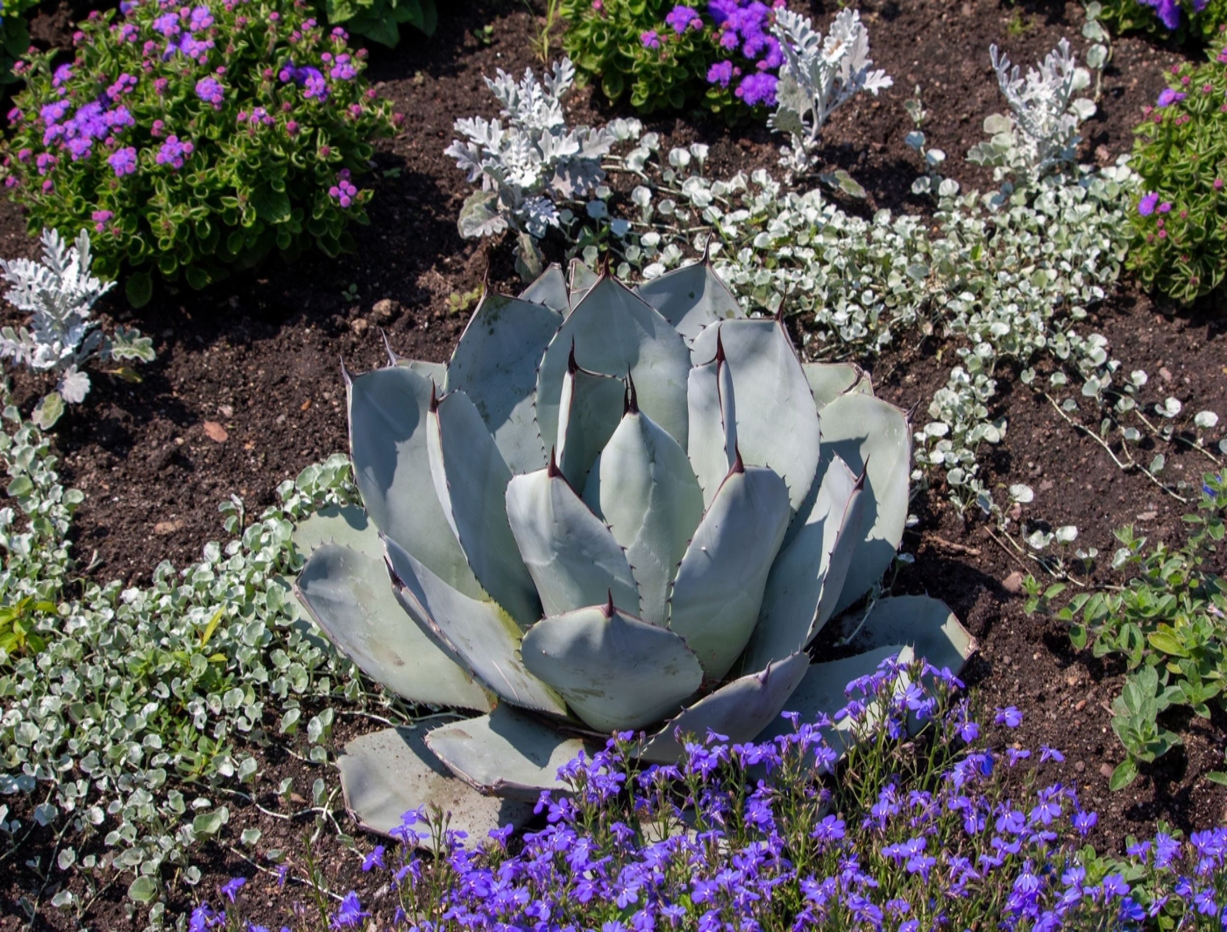 Artichoke Agave: A Rare Flower That Blooms Once in a Lifetime