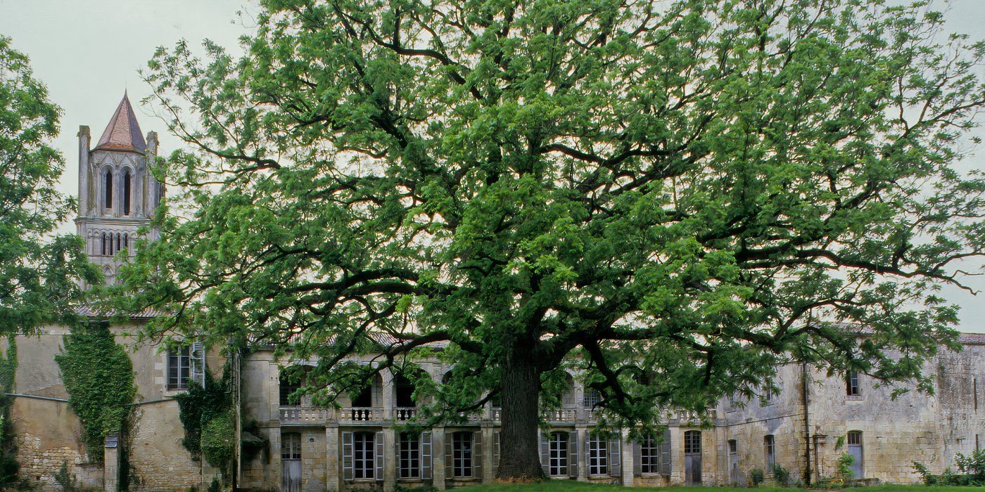 Root Zone: How Far Do Plant and Tree Roots Spread and Why?