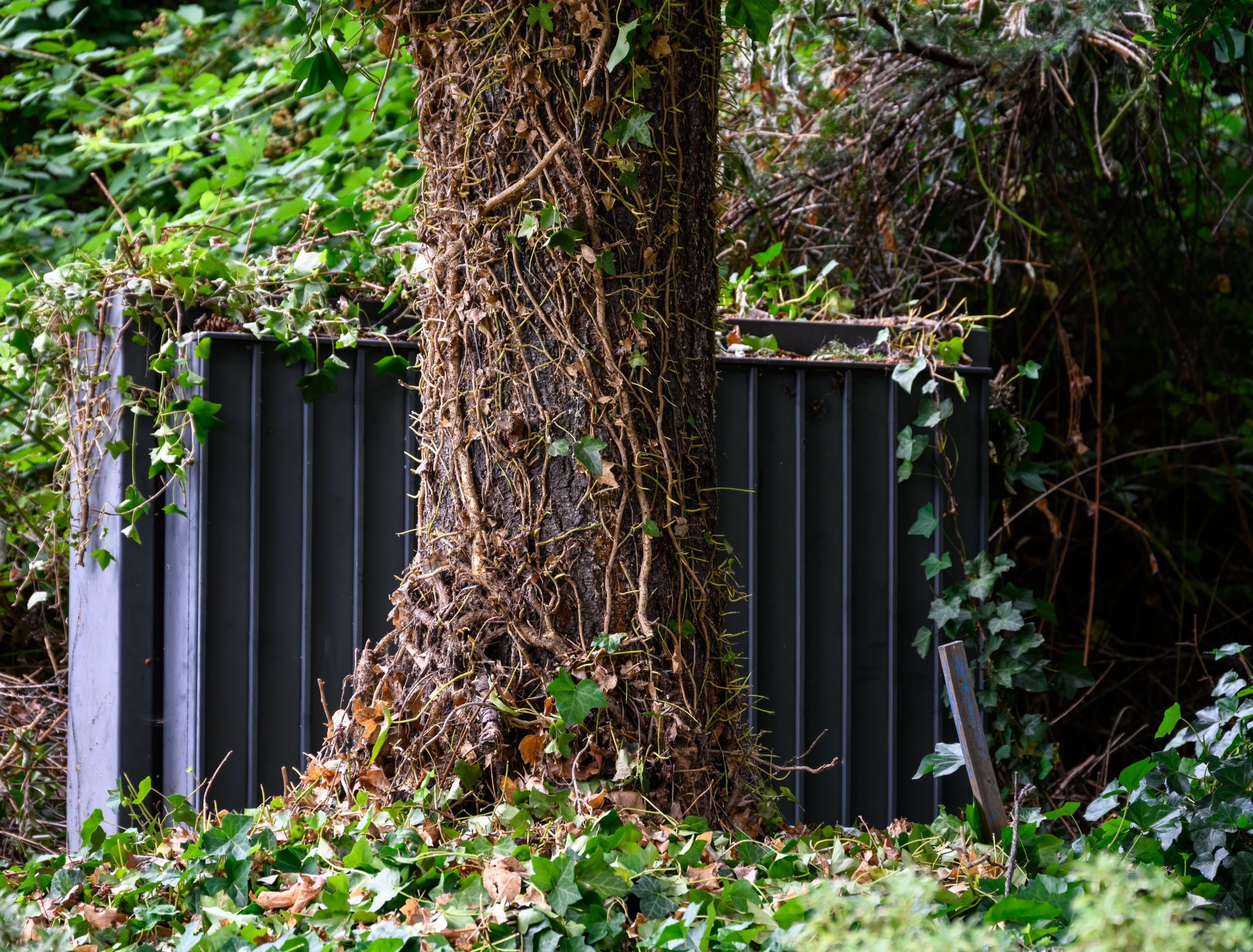 Save Your Trees: Smart Landscaping Tips to Control Invasive Vines