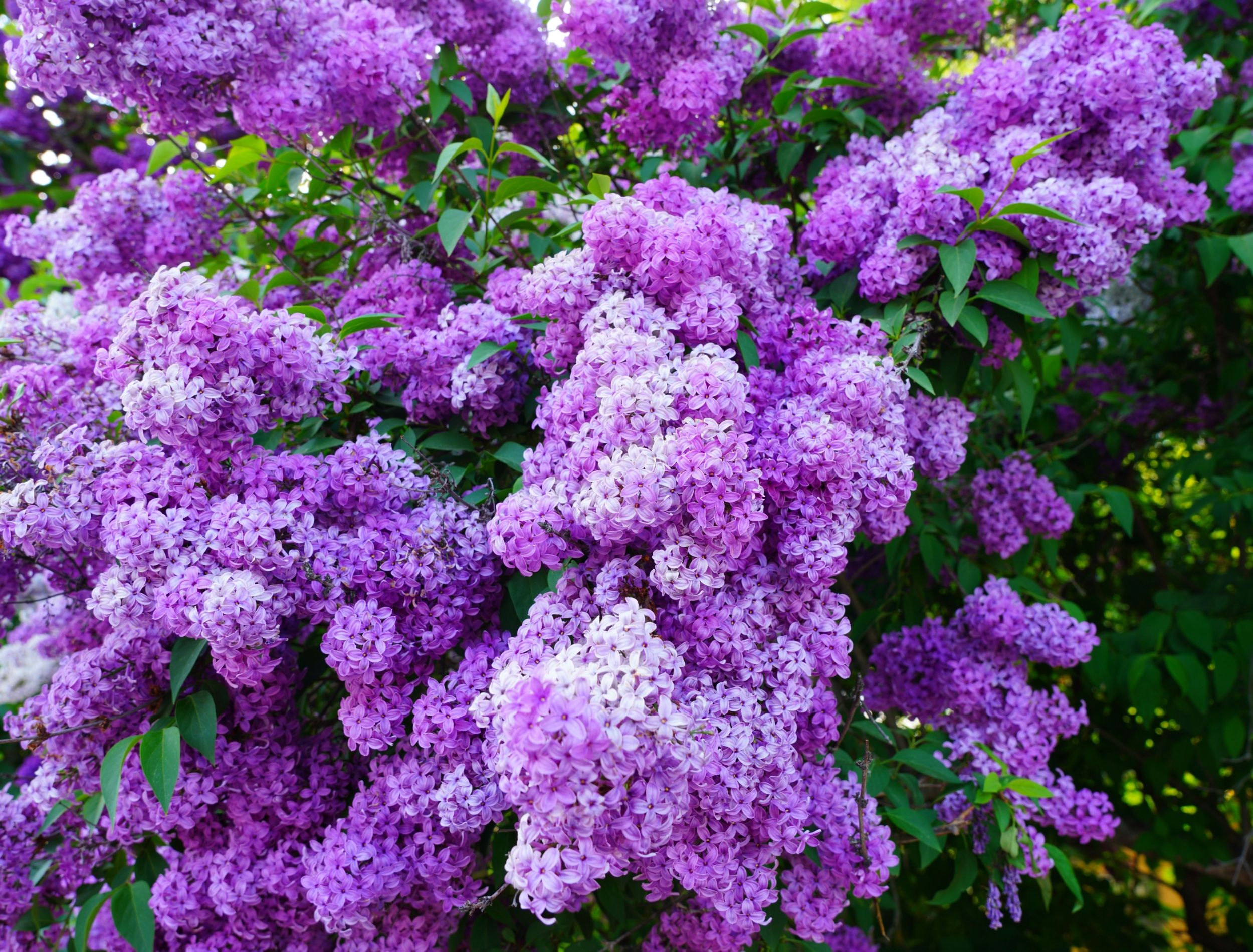 Discover the Beauty of Lilac Purple: The Loneliest Garden Color