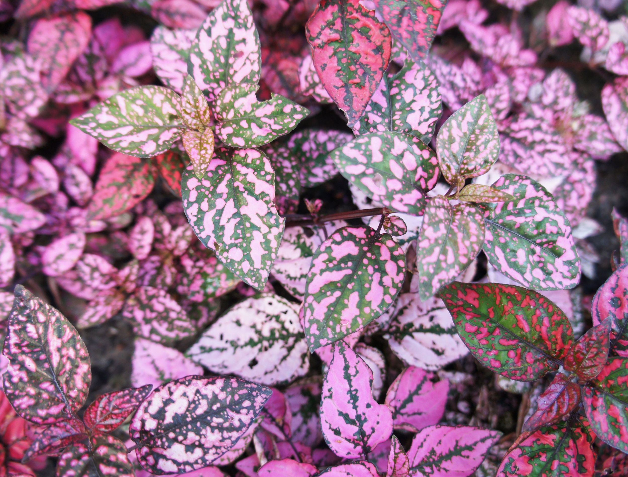 5 Plants With Stunning Leaves to Use in Your Garden Layout