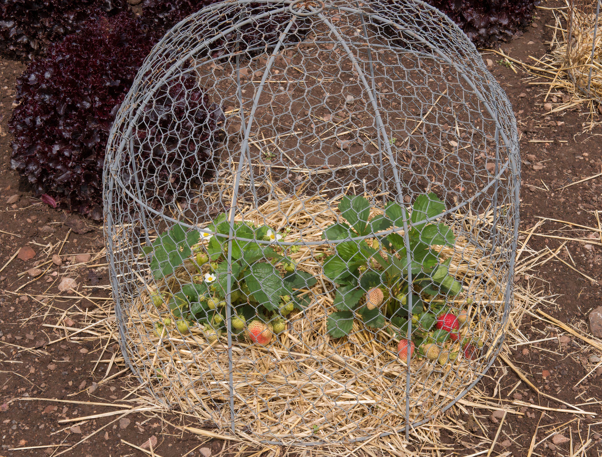 Best Time Of Day To Transplant Plants