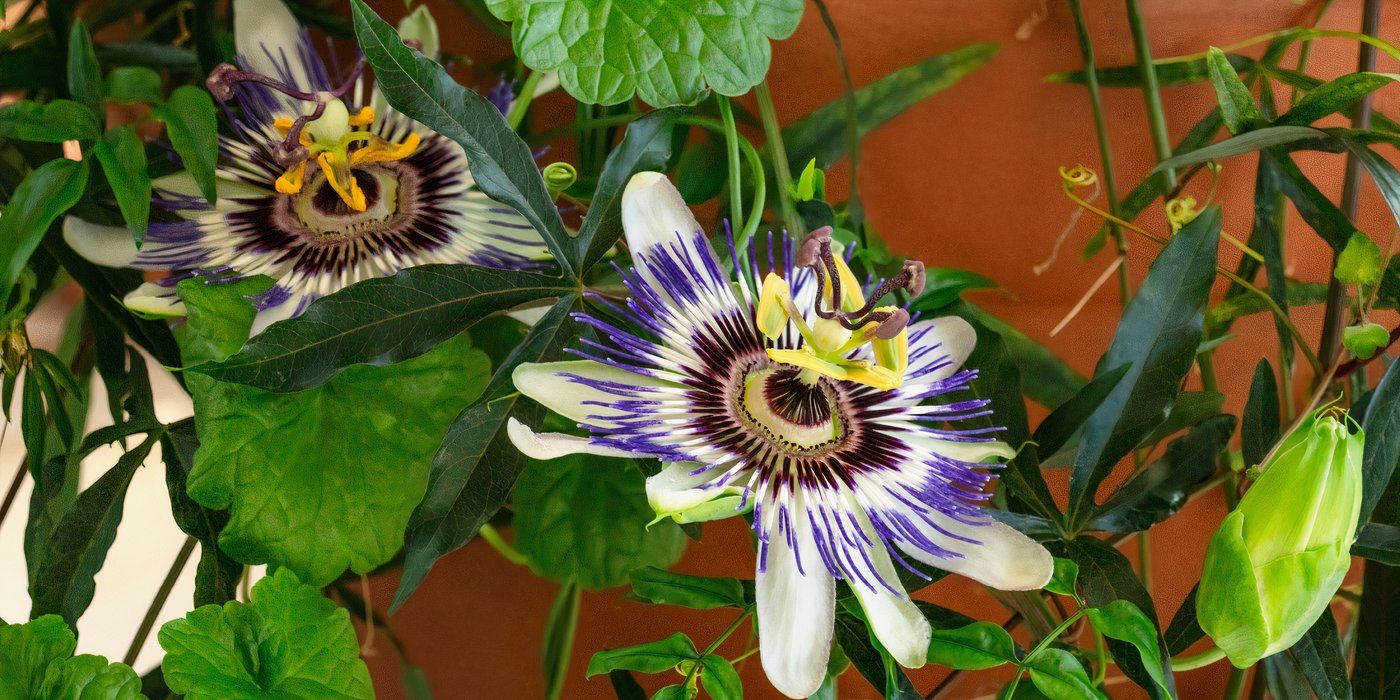 6 Natural Sleep Aids You Can Grow