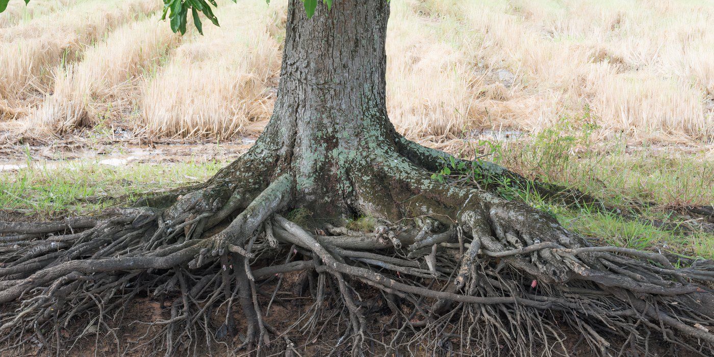 Root Zone: How Far Do Plant and Tree Roots Spread and Why?