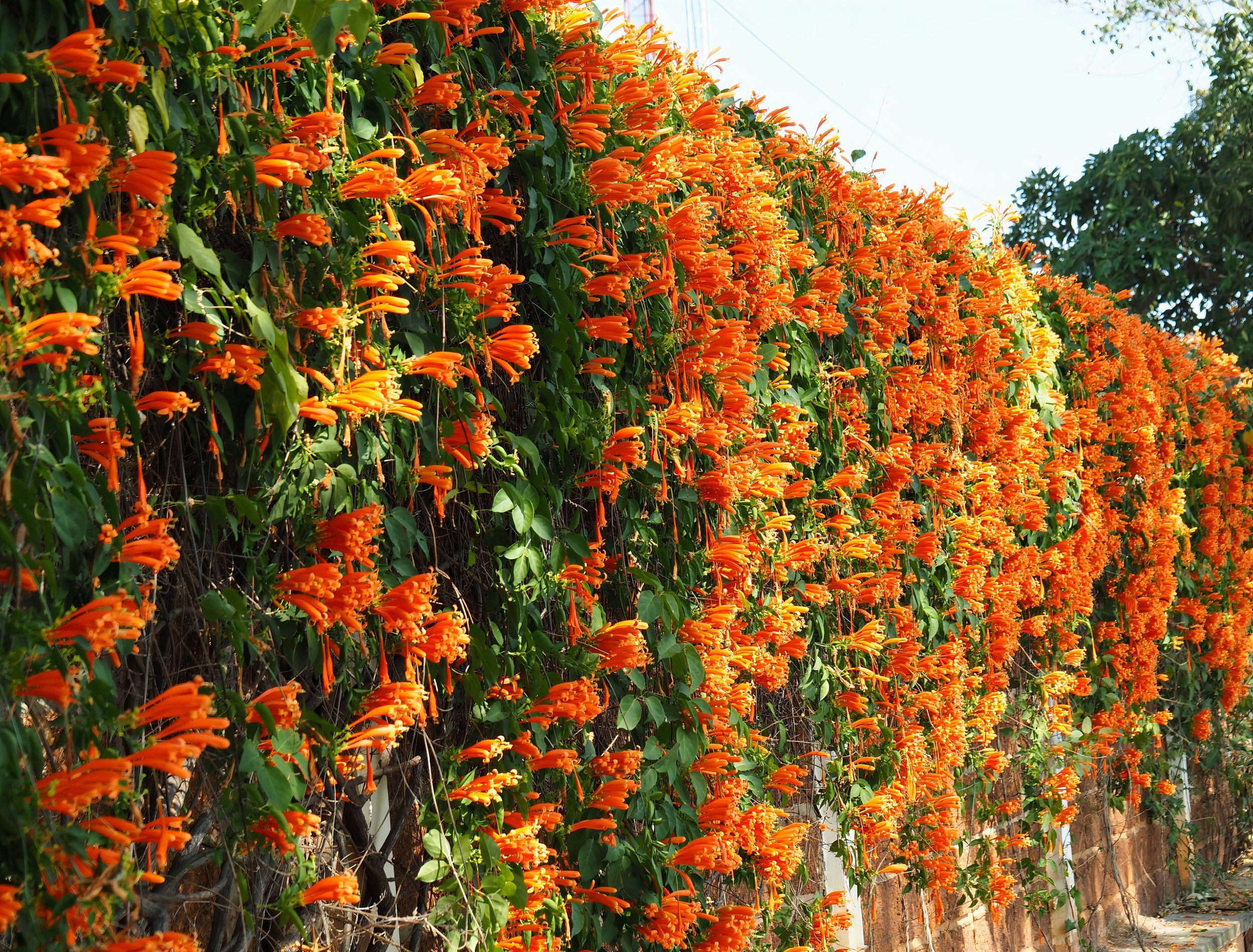 6 Vines Perfect for Retaining Walls