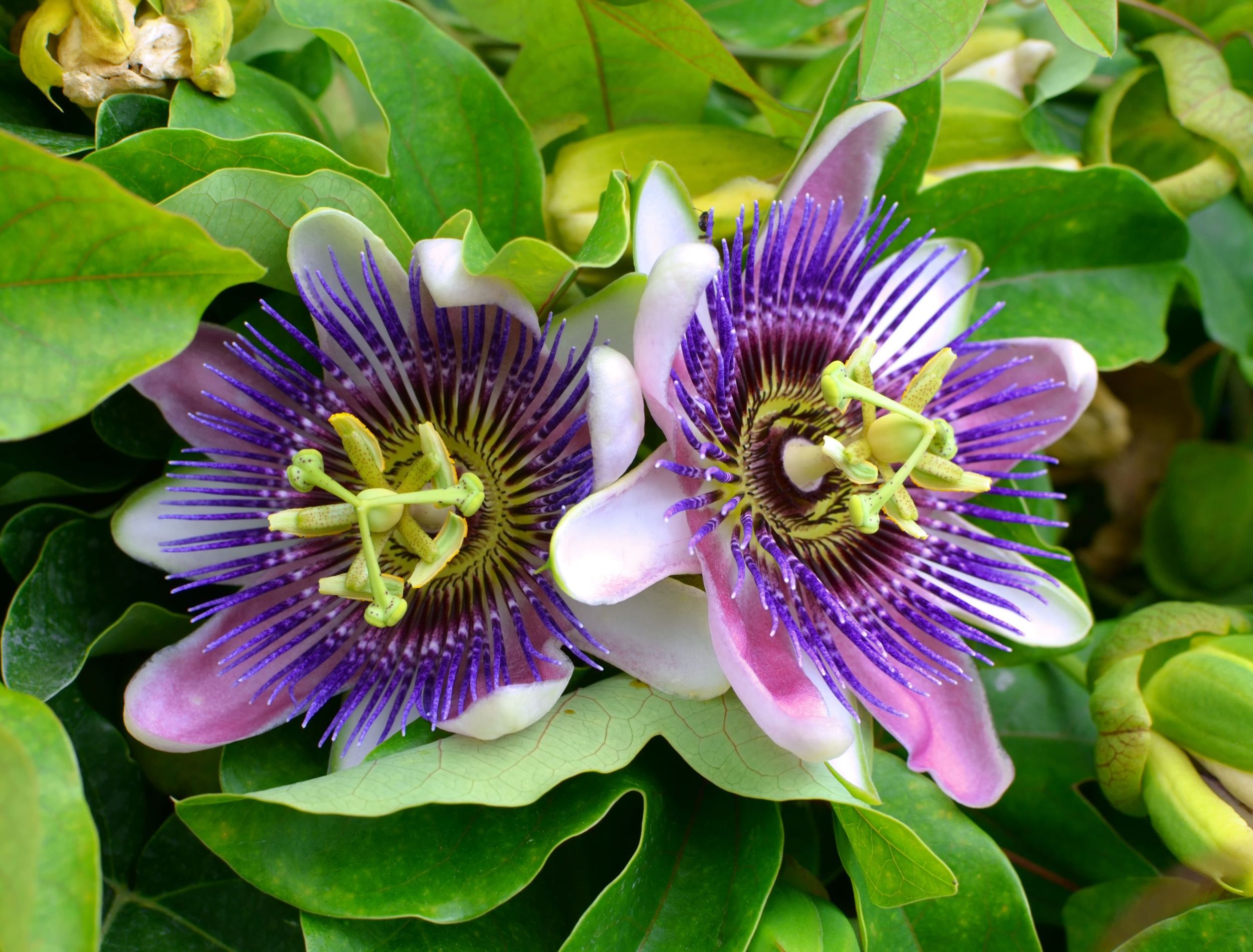 Grow Five Powerful Plants to Naturally Ease Anxiety