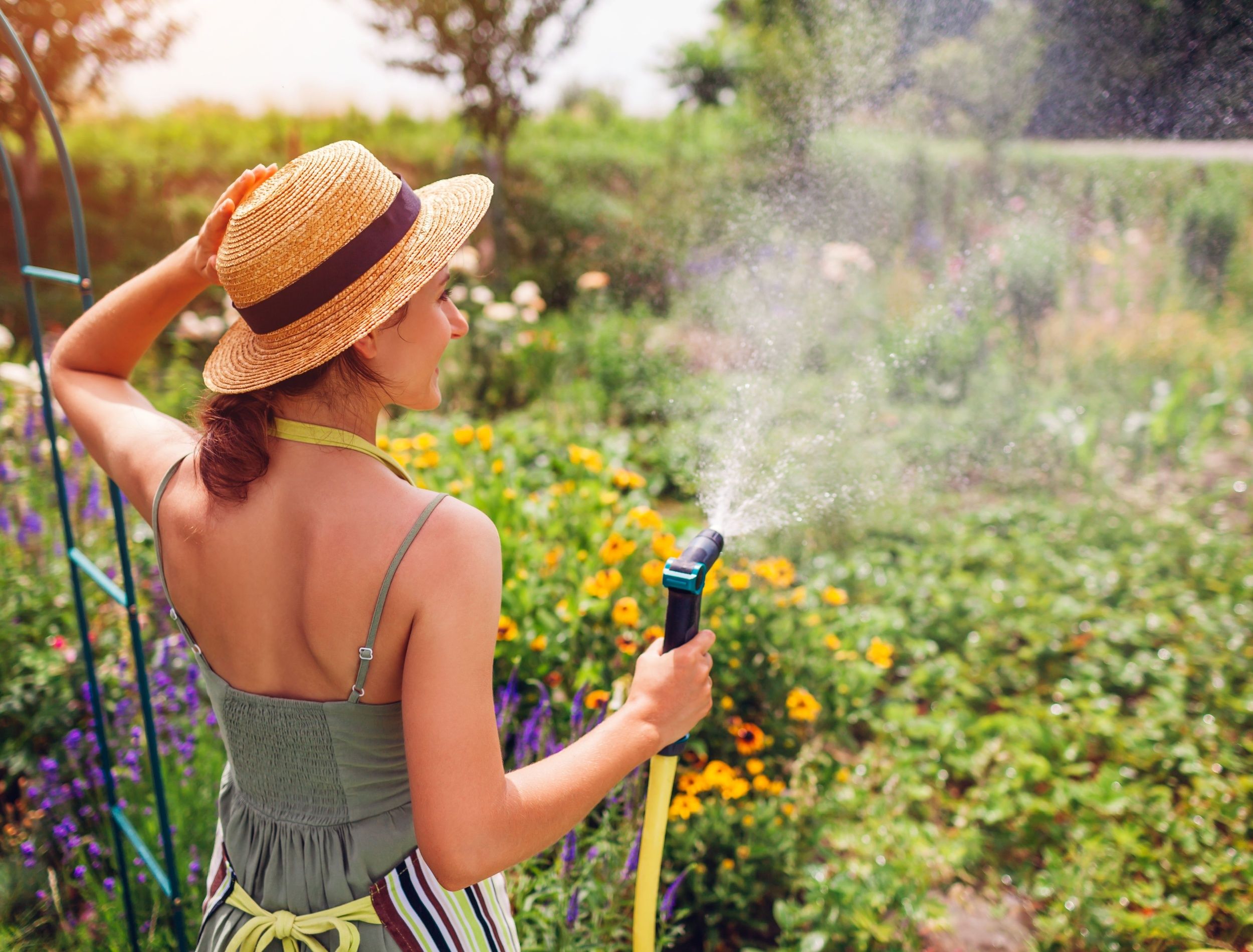 6 Houseplants That Help Remove Dust From Your Home