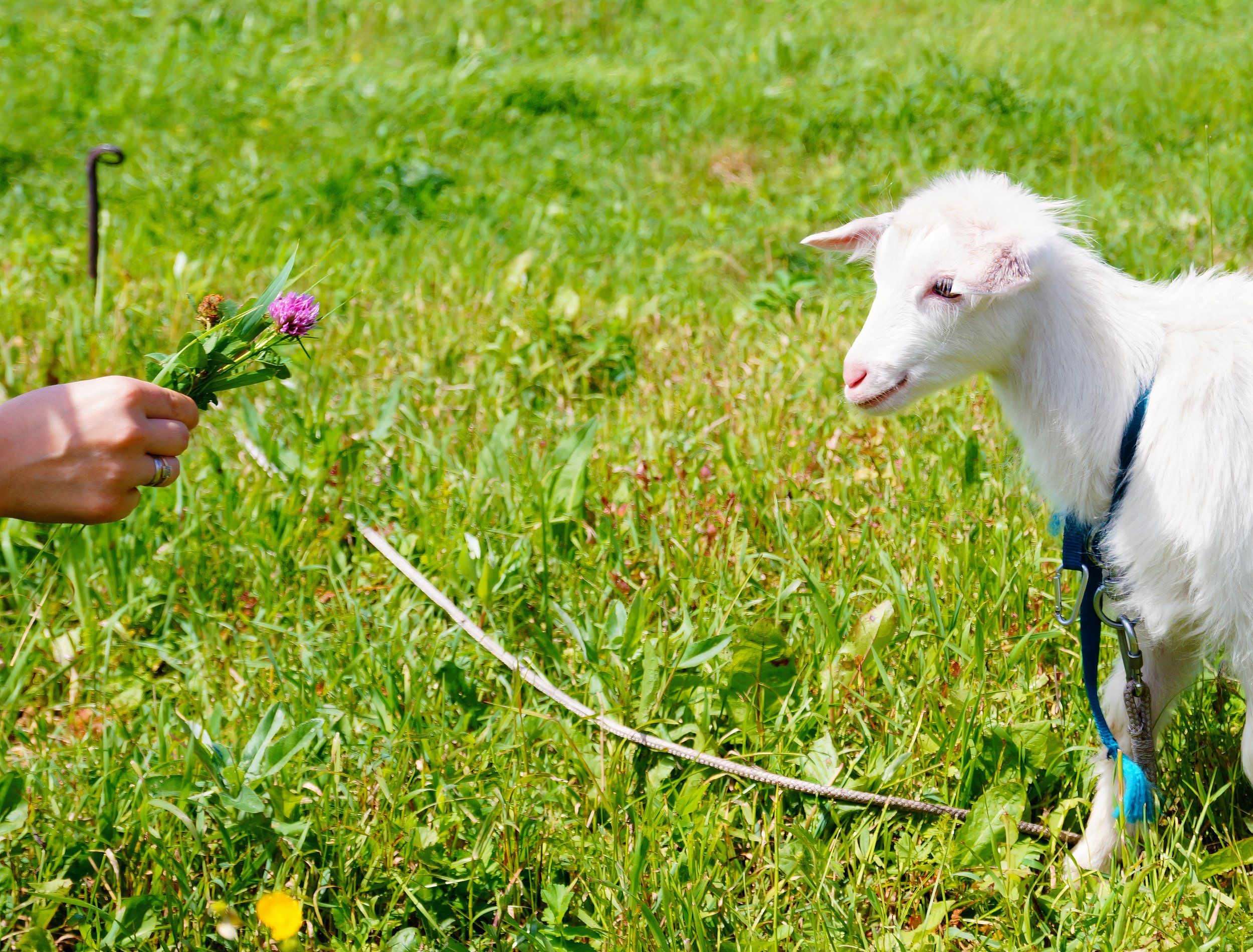 Why Your Orchid is Not Blooming