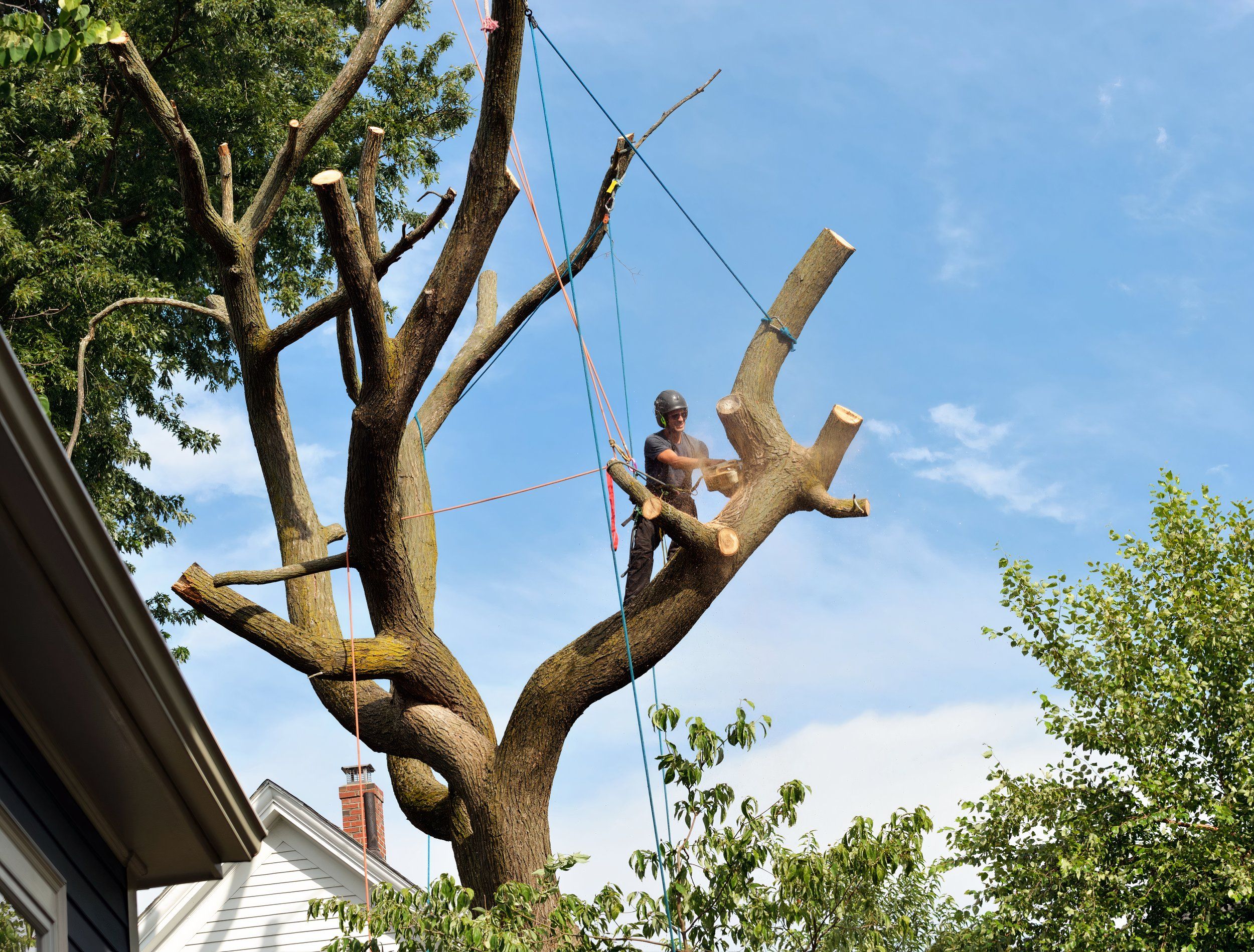 Tree Toppings: When Does It Makes Sense?