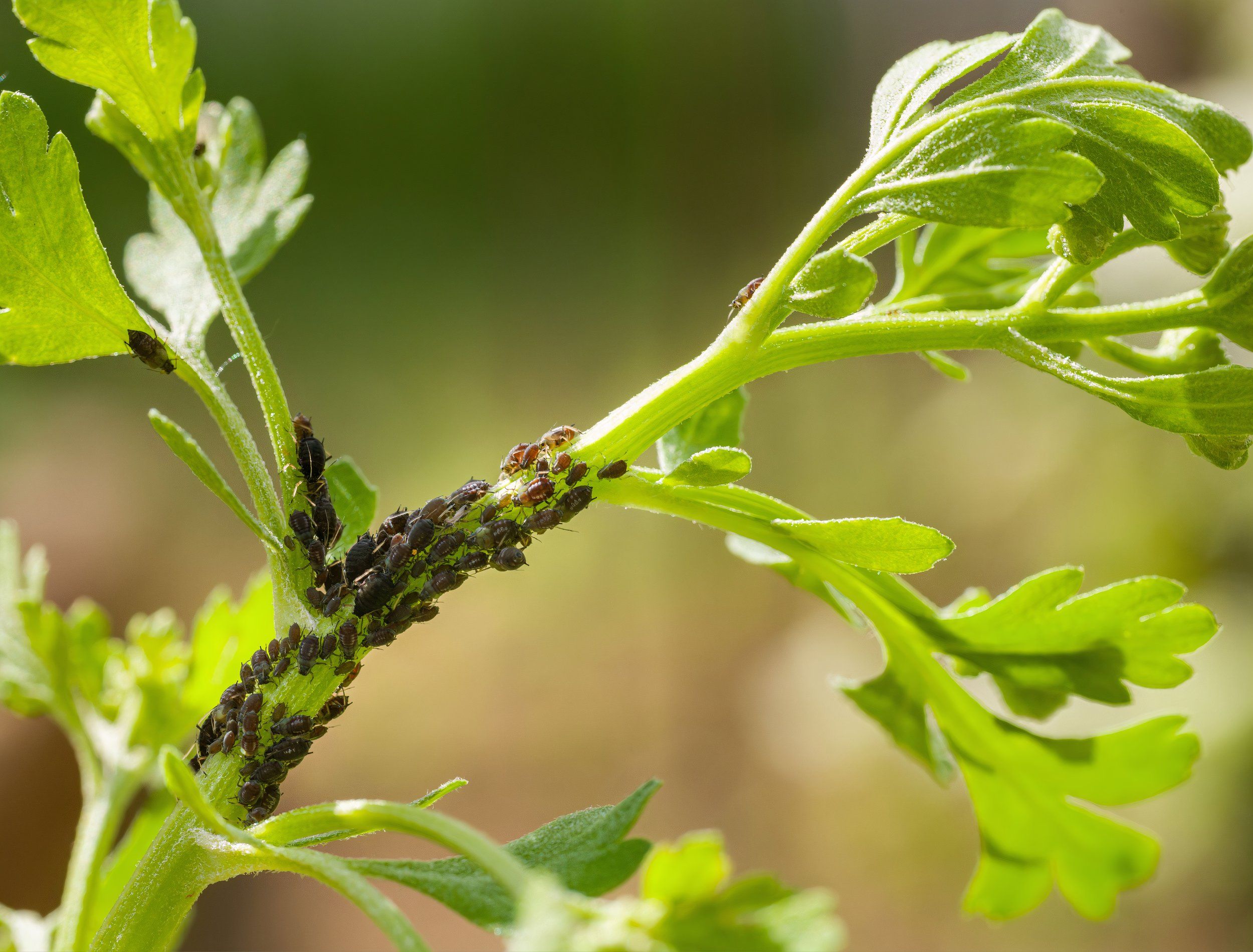 Herb Damage? 6 Pests to Watch For