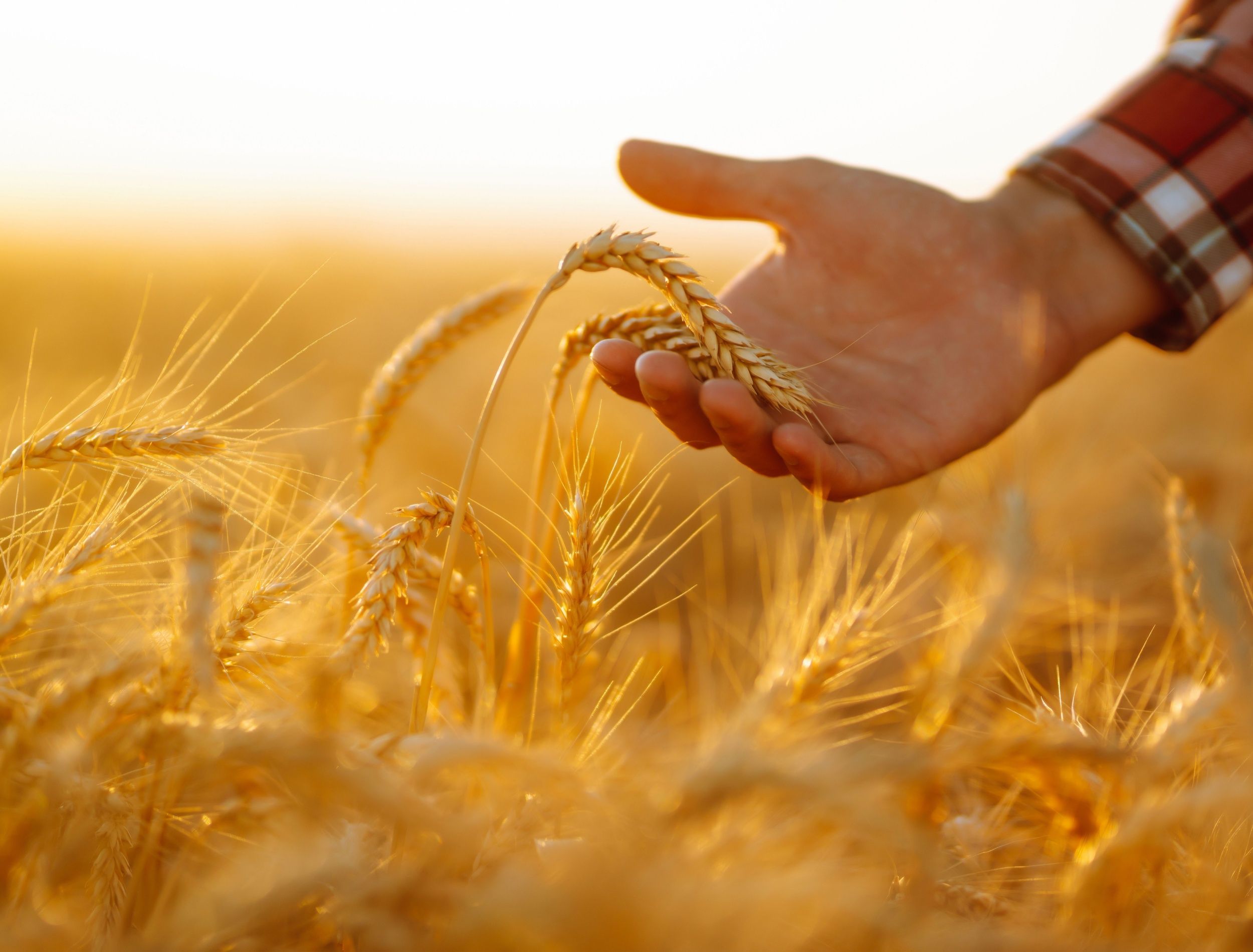 Create an Edible Garden by Growing Wheat