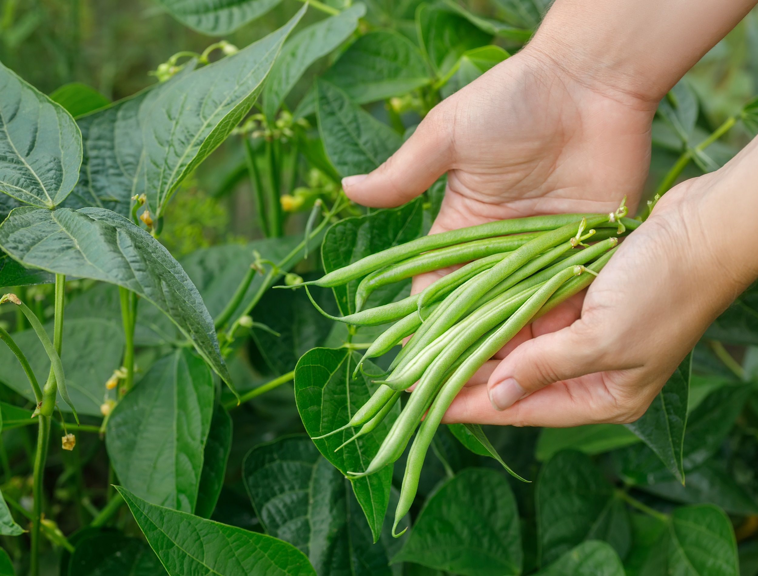 A Comprehensive Guide to Drying Garden Beans