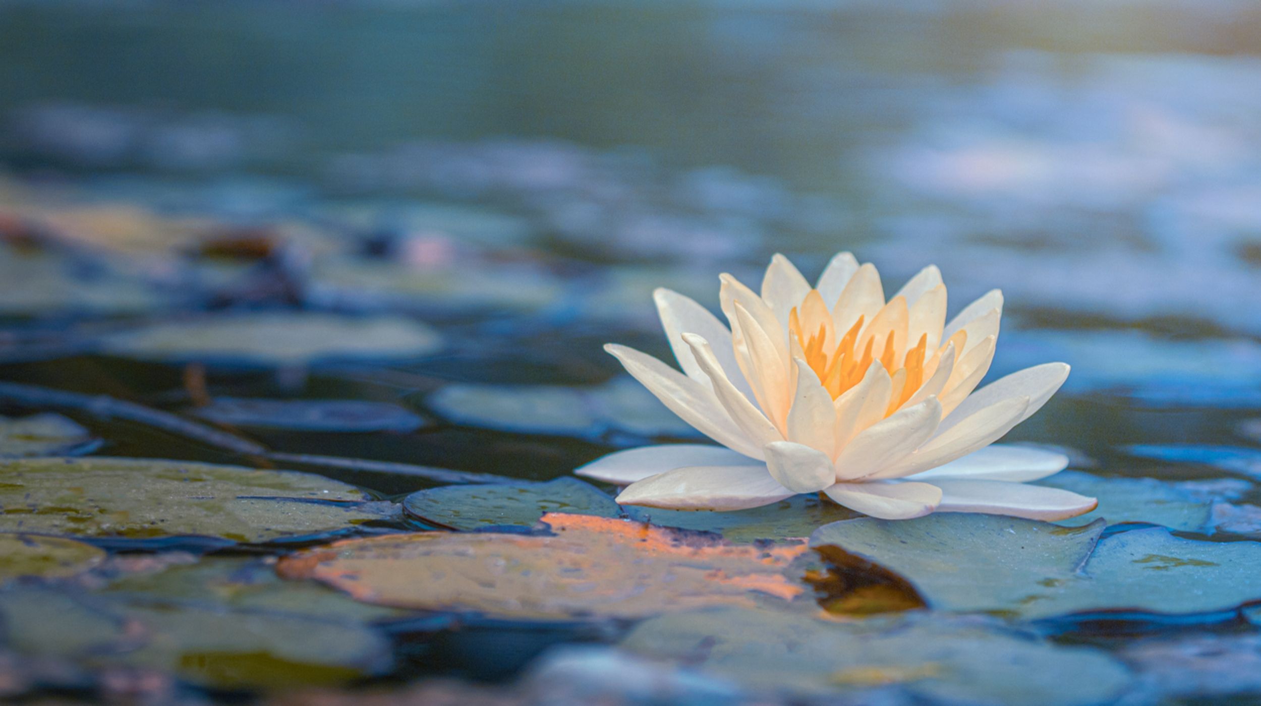 How to Grow a Stunning White Lotus at Home