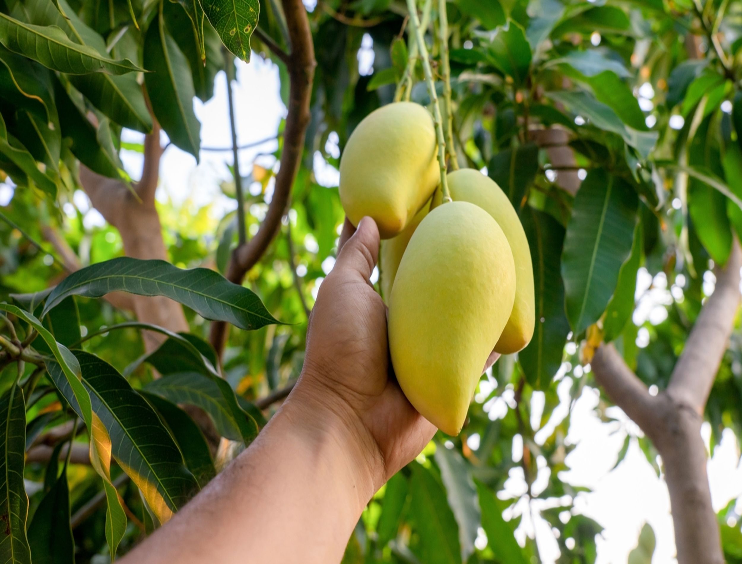 How to Grow Mangoes at Home